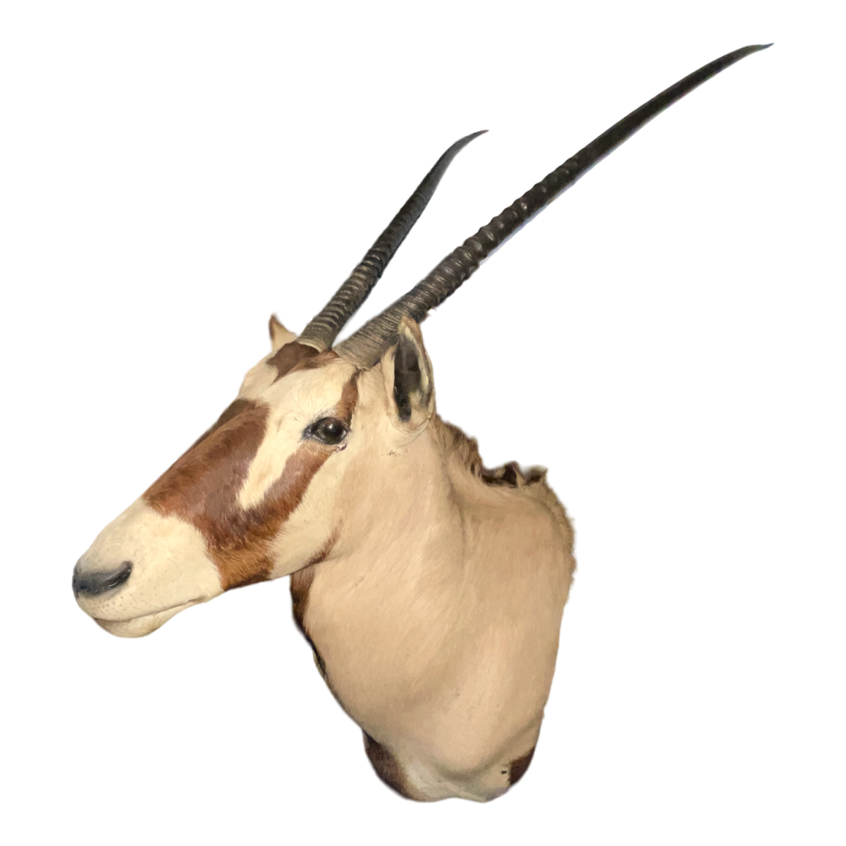 oryx 138cm antelope gazelle hunting trophy cape head taxidermy