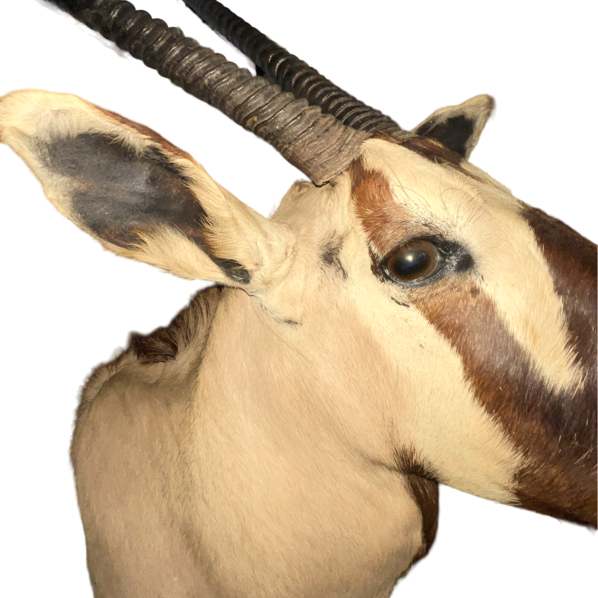 large hunting trophy also known as cape head of an oryx